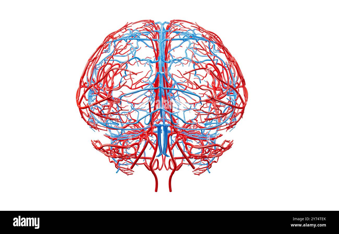 Illustration of the brain blood vessels. The human brain contains a ...