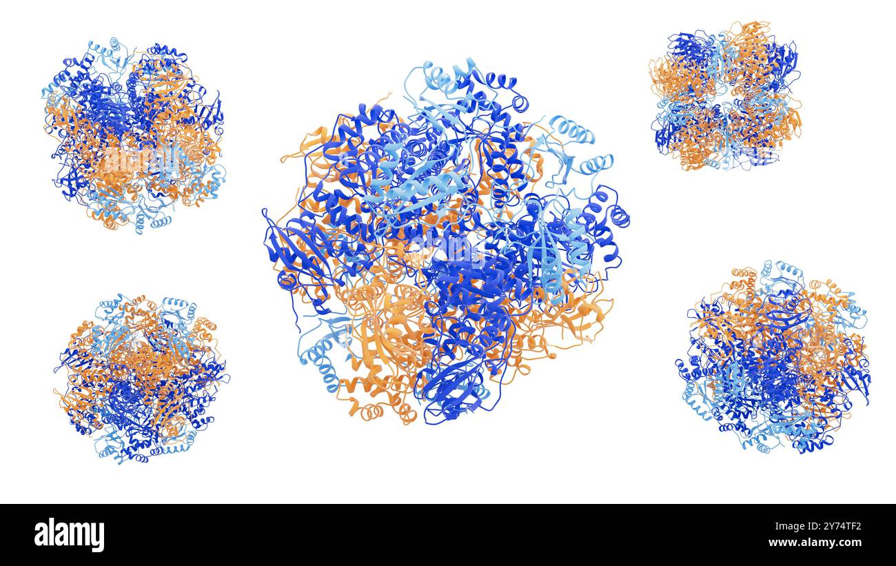 Illustration of the ribulose-1,5-bisphosphate carboxylase/oxygenase ...