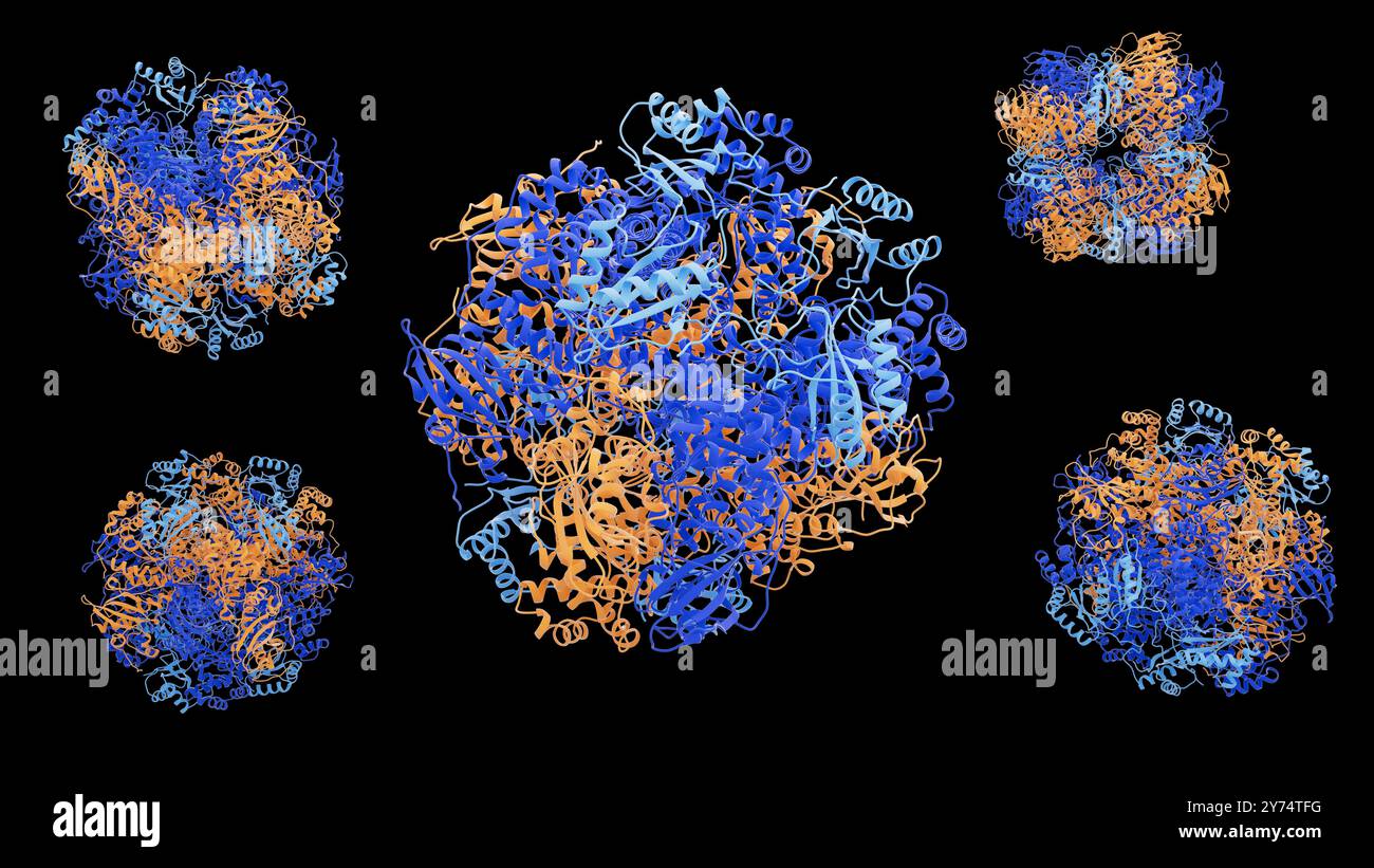 Illustration of the ribulose-1,5-bisphosphate carboxylase/oxygenase ...
