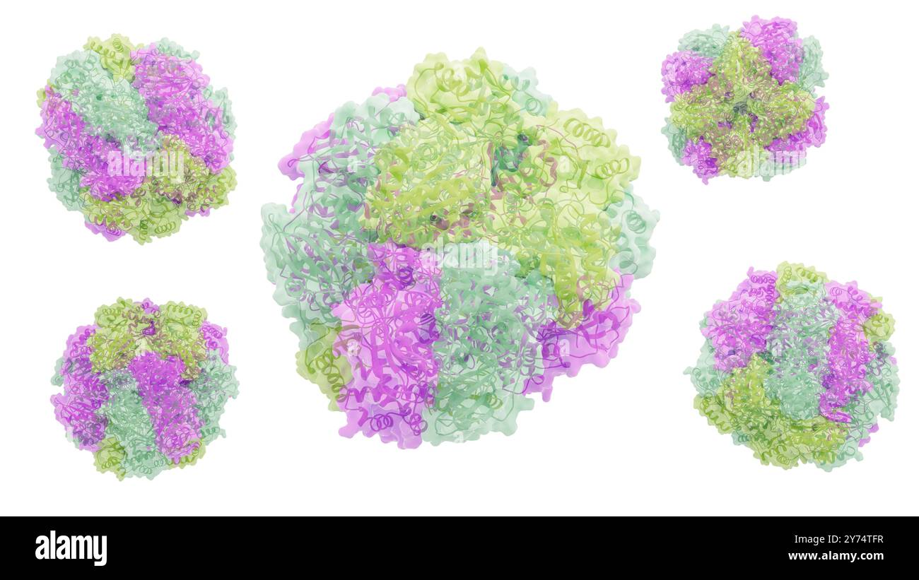 Illustration of the ribulose-1,5-bisphosphate carboxylase/oxygenase ...
