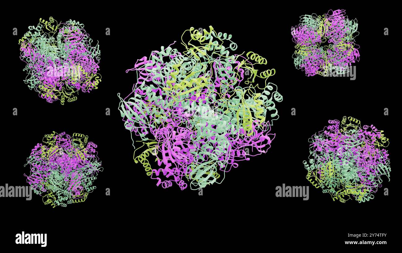 Illustration of the ribulose-1,5-bisphosphate carboxylase/oxygenase ...