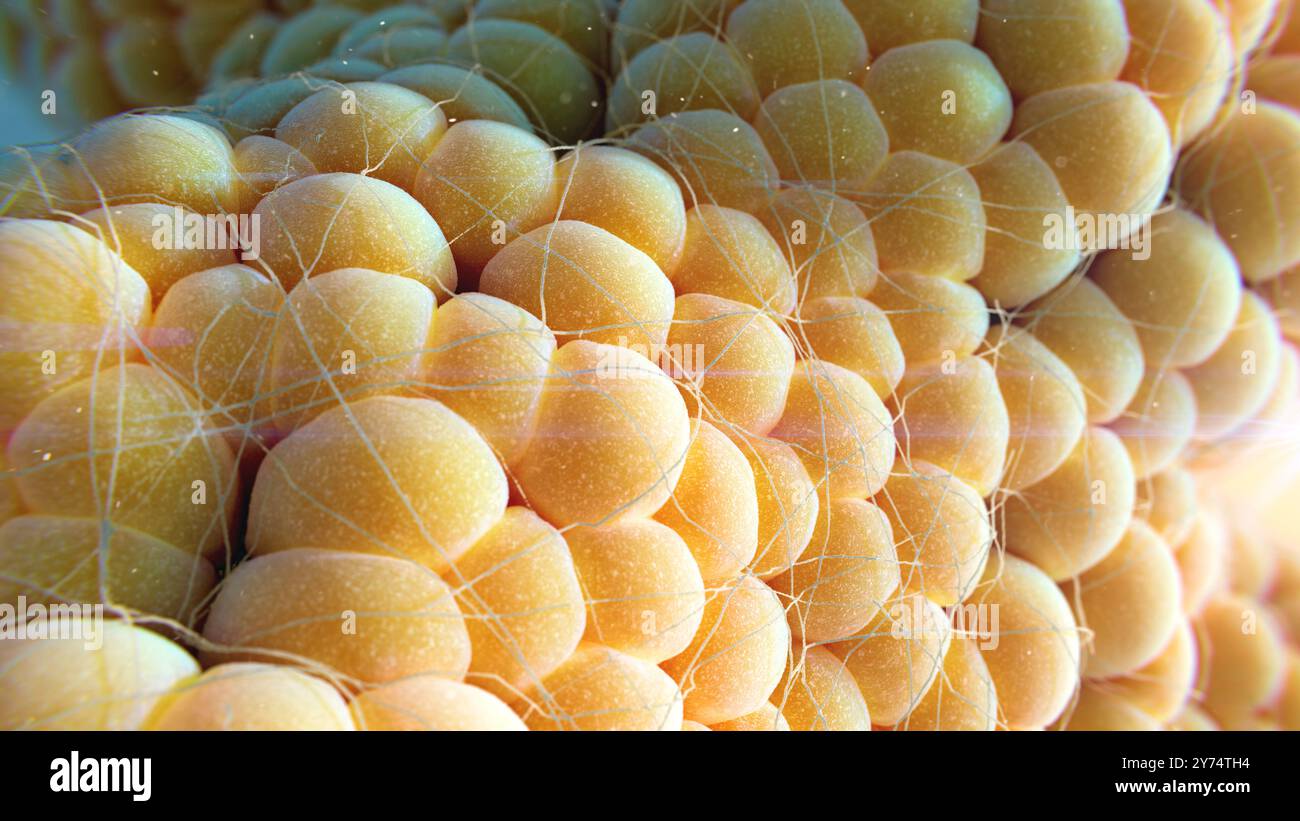 Illustration of fat cells Stock Photo - Alamy