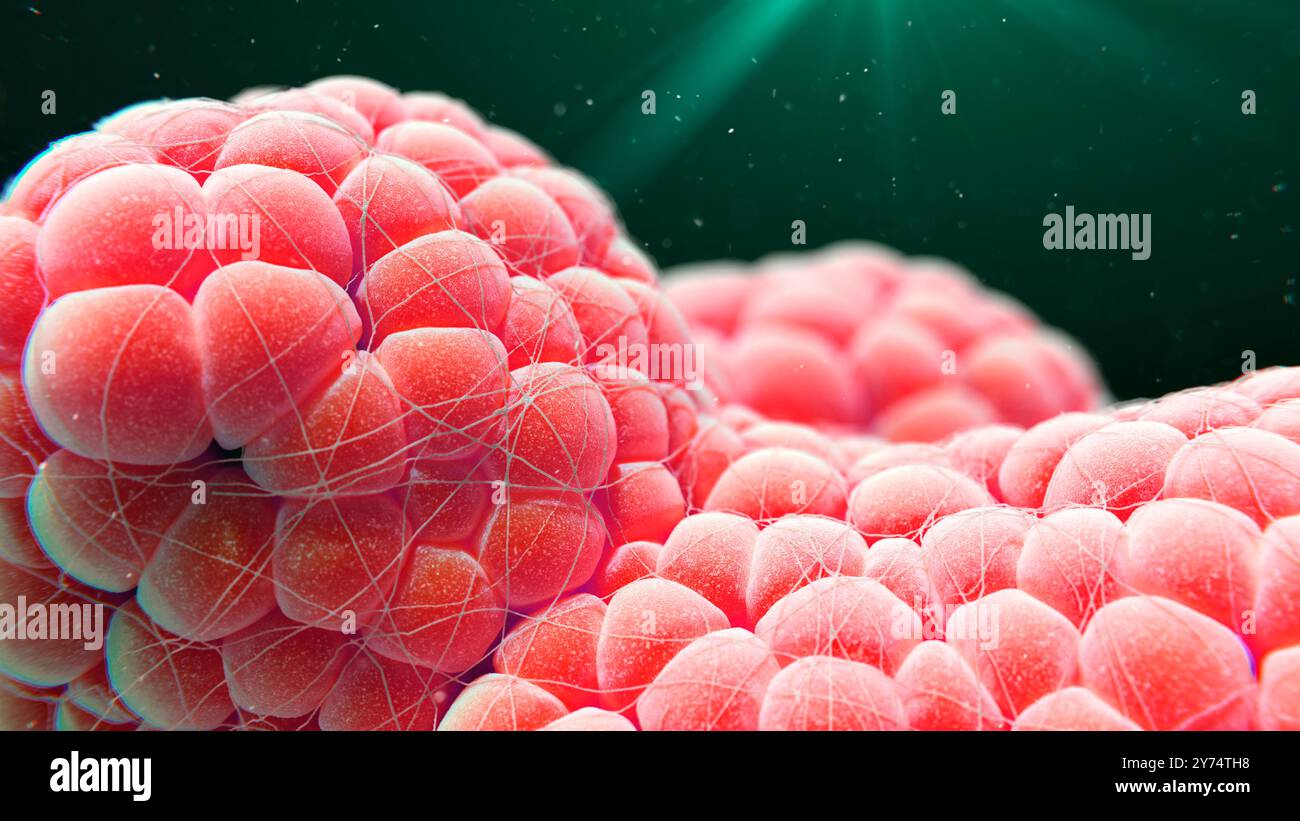 Illustration of fat cells Stock Photo - Alamy