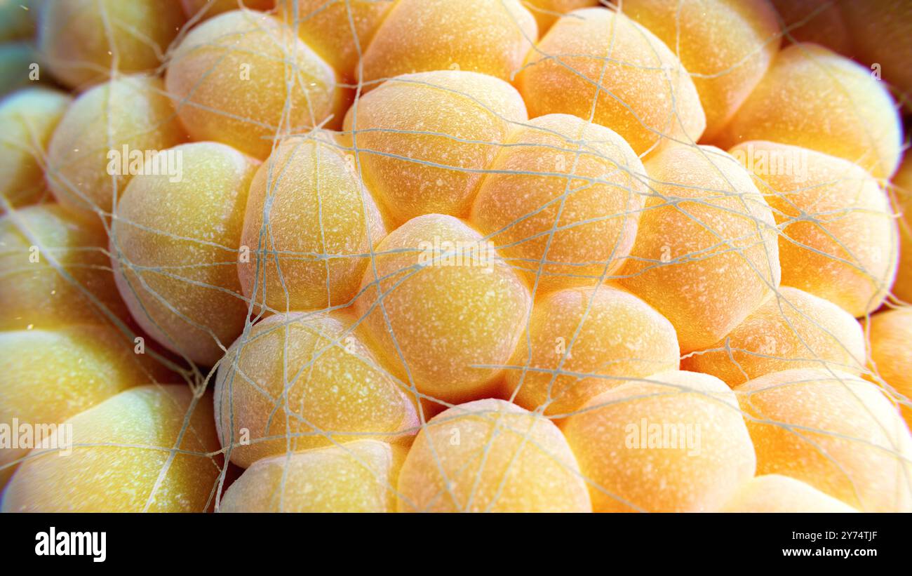 Illustration of fat cells Stock Photo - Alamy