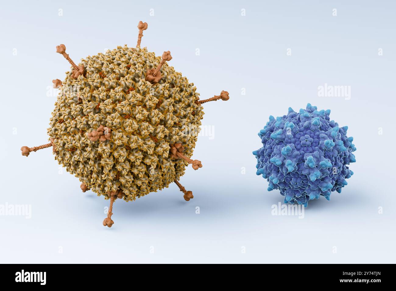 Illustration of adenovirus with adeno-associated virus (AAV). AAV ...