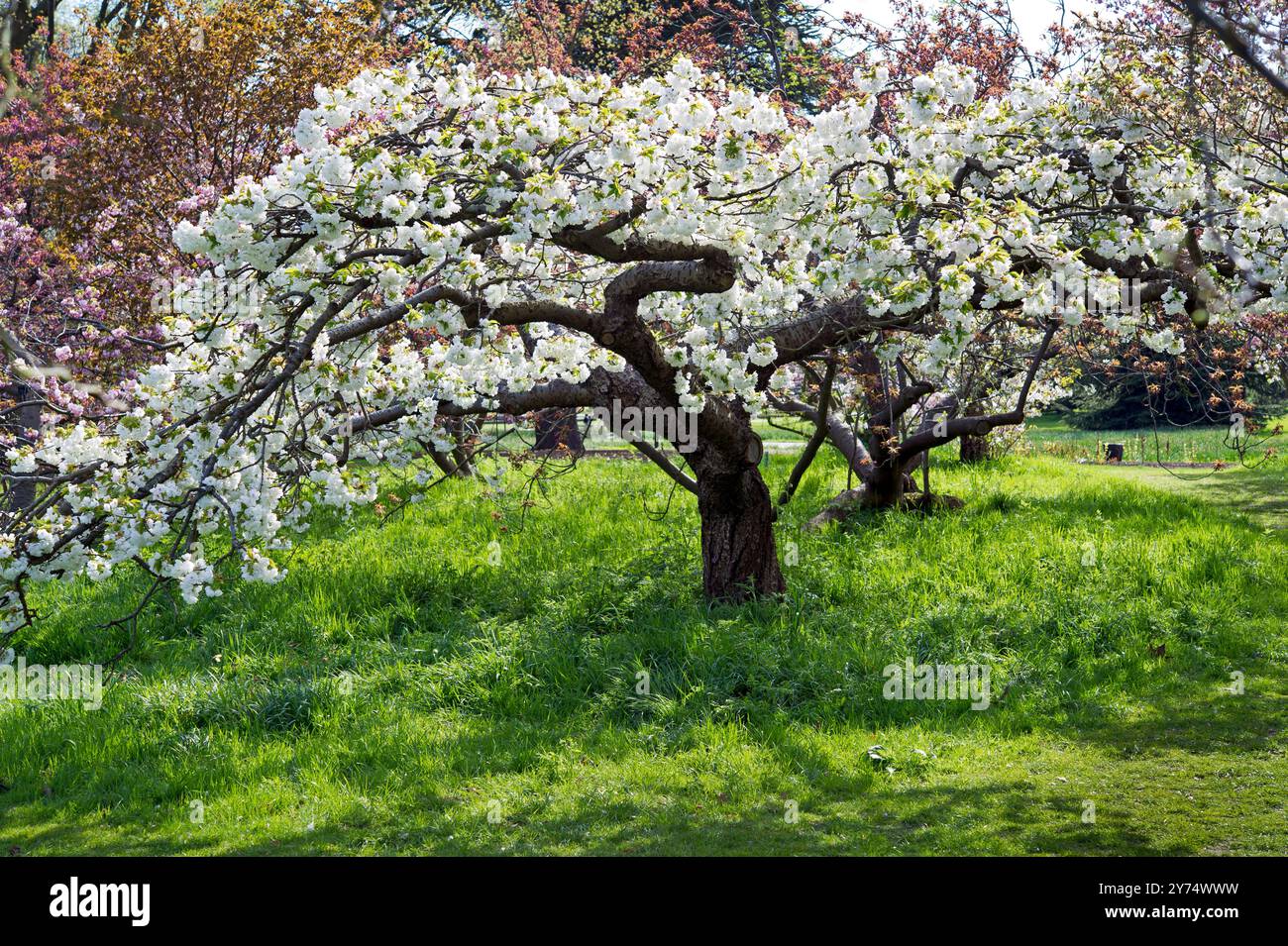 Cherry blossom in Kew Gardens Stock Photo - Alamy