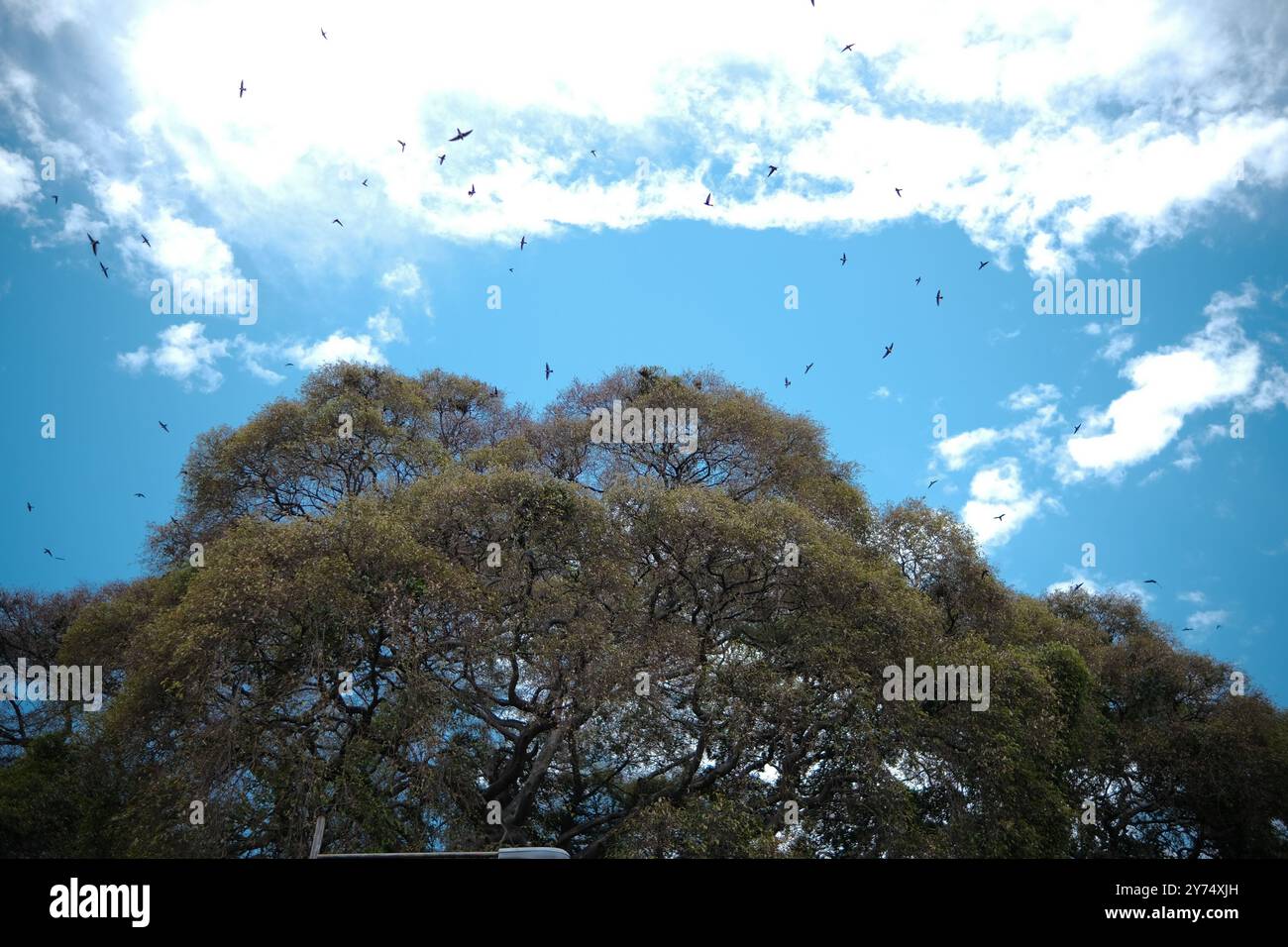 Aerial flying around trees during hi-res stock photography and images ...