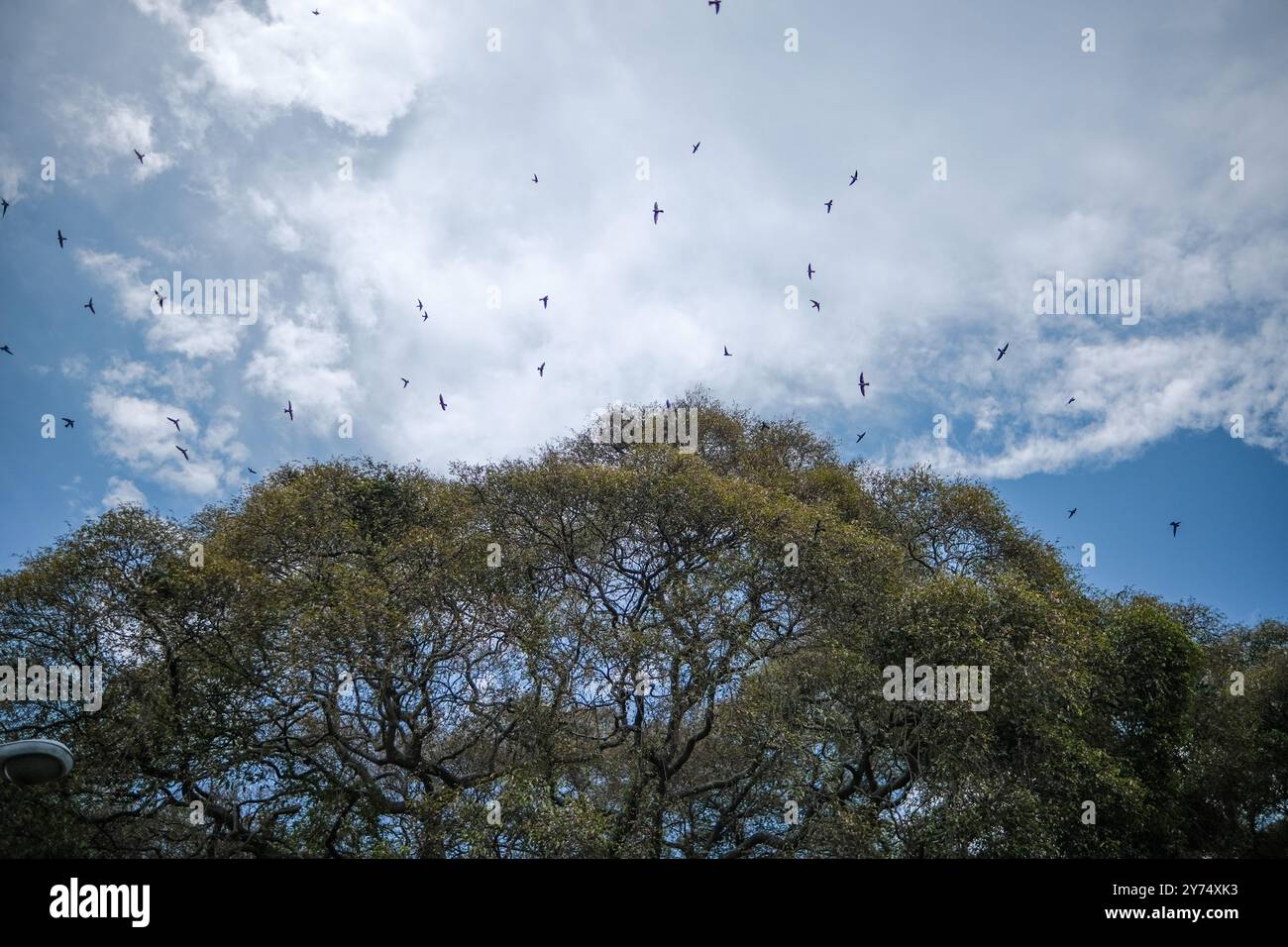 Aerial view around birds flying hi-res stock photography and images - Alamy