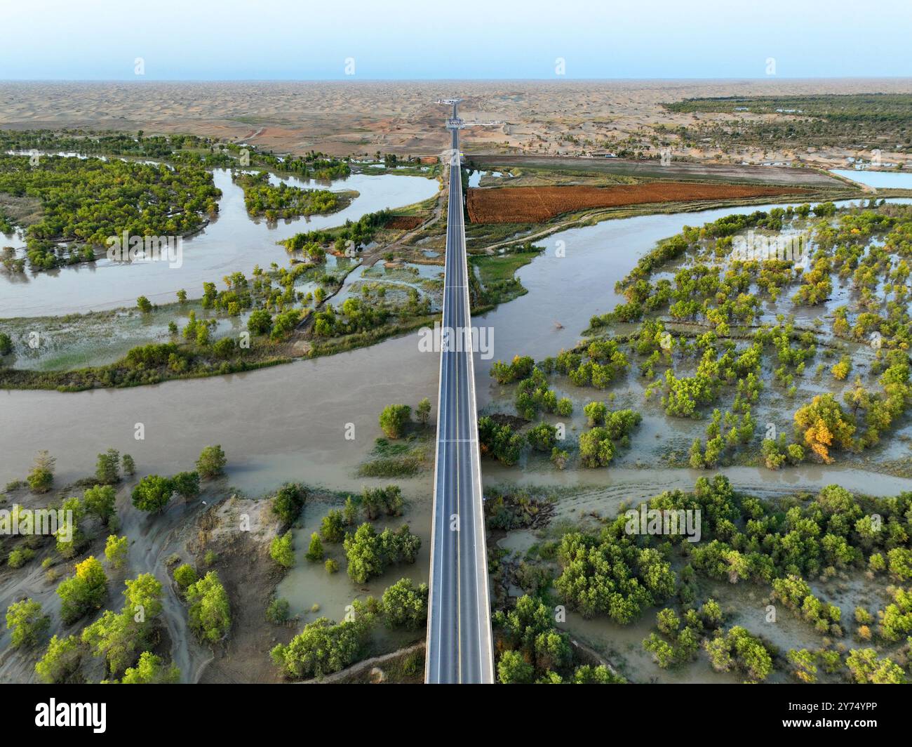 BOZHOU, CHINA - SEPTEMBER 23, 2024 - The Populus euphratica forest ...