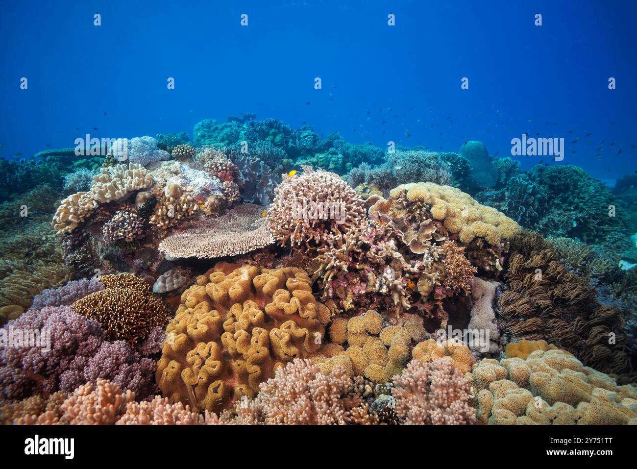 A hard and soft coral reef along with schooling reef fish, dominate ...