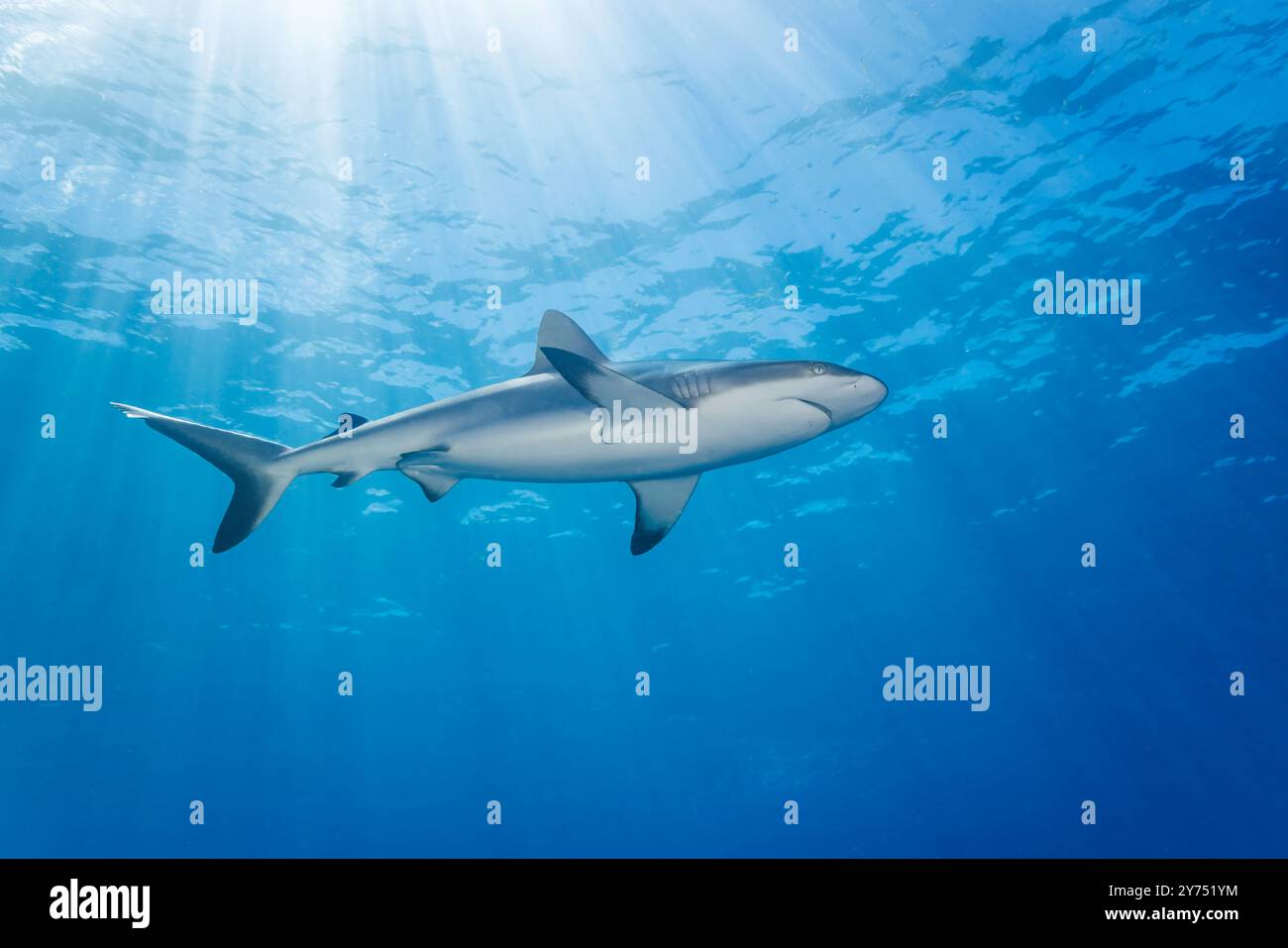 A single grey reef shark, Carcharhinus amblyrhynchos, glides through ...