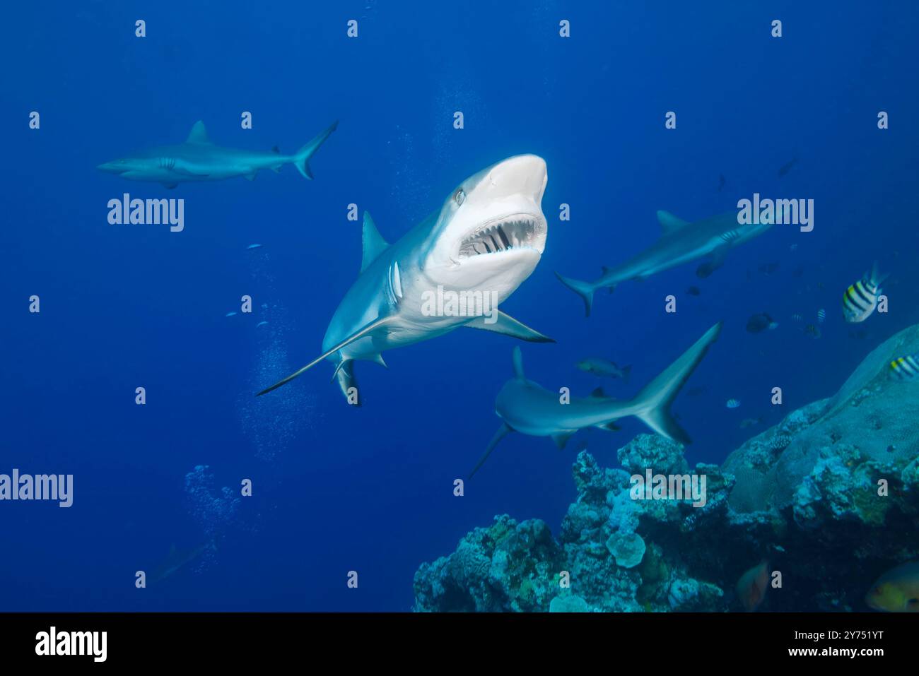 A grey reef shark, Carcharhinus amblyrhynchos, opens its jaws over a ...
