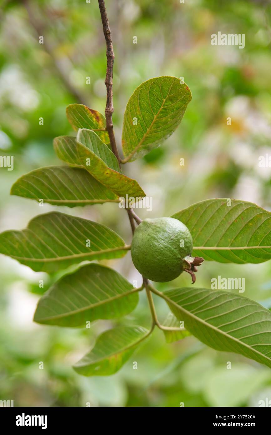 guava in tree branch garden background, oval shaped common tropical and ...