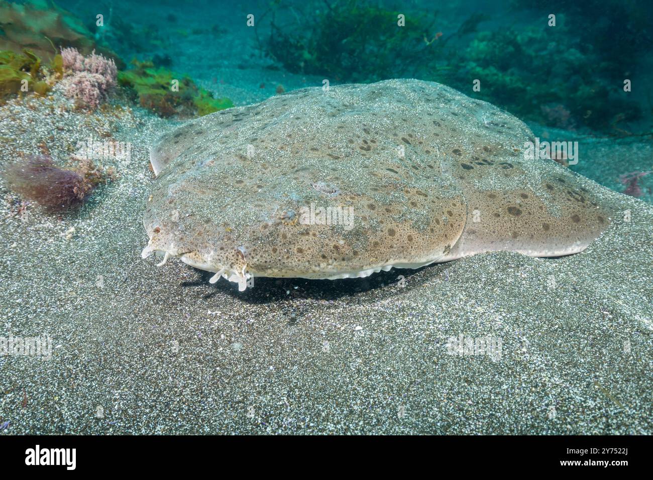 This Pacific angel shark, Squatina californica, rests on a sandy bottom ...