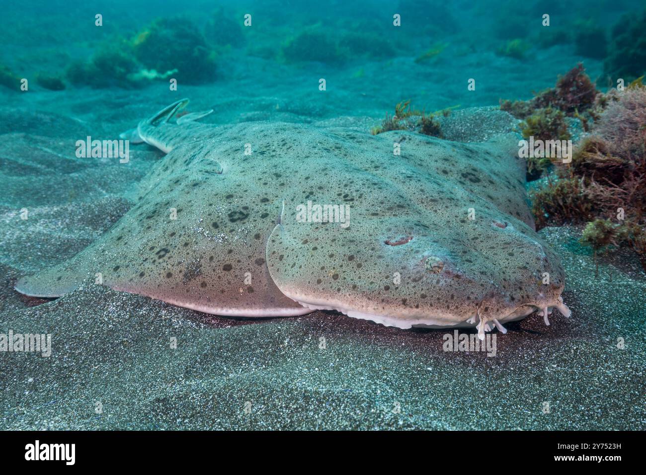 This Pacific angel shark, Squatina californica, sitson a sandy bottom ...