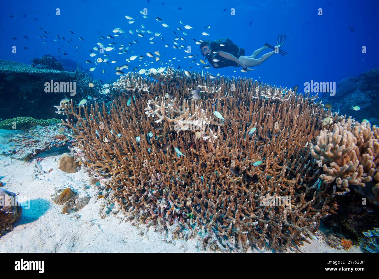 Mr fish finger hi-res stock photography and images - Alamy