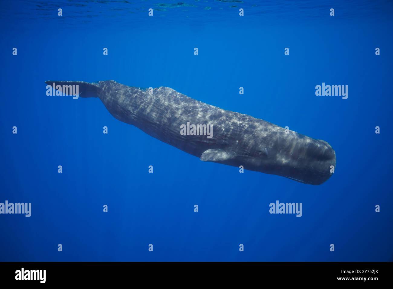 The sperm whale, Physeter macrocephalus, is the largest of all the ...
