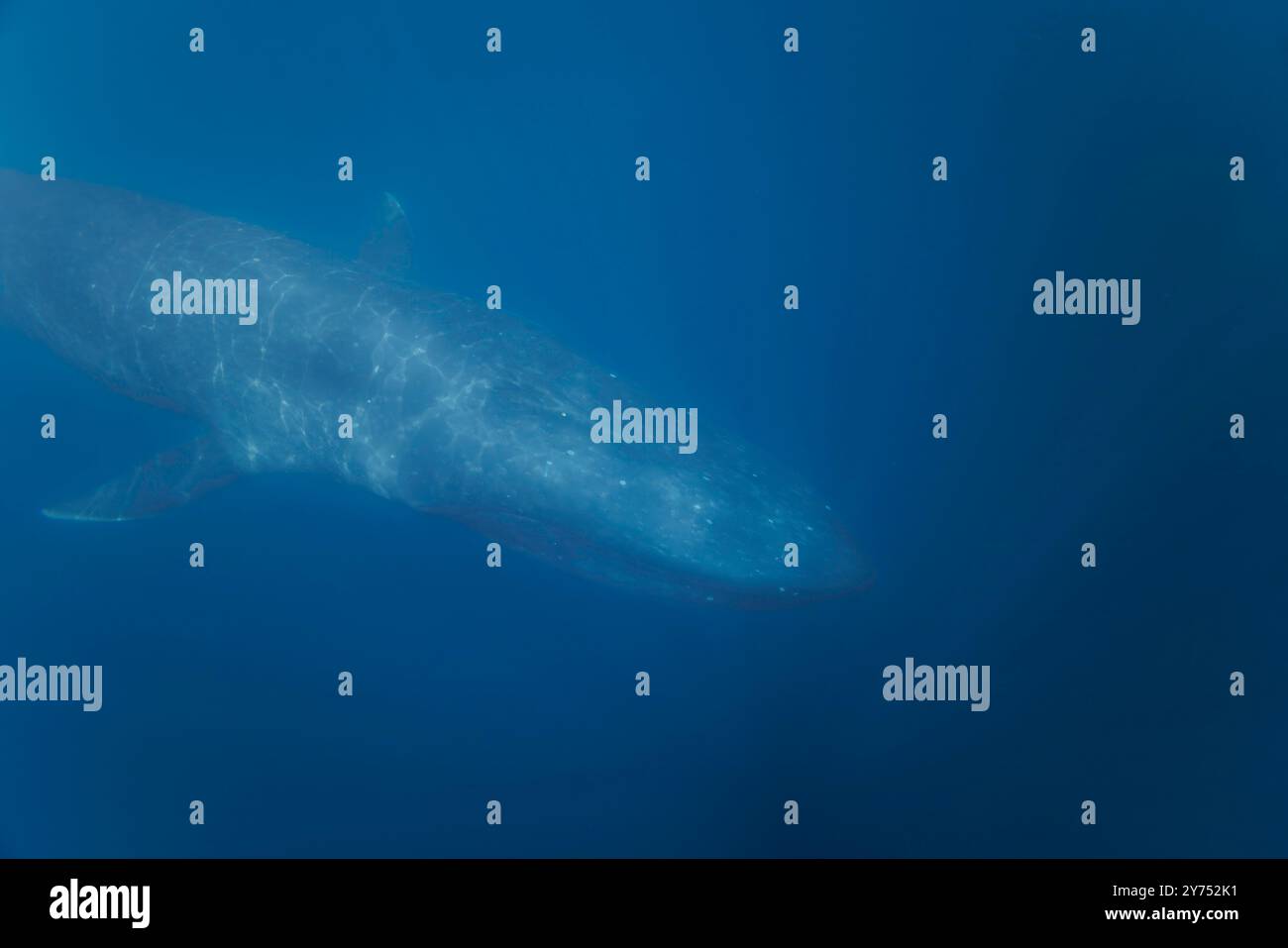 A pygmy blue whale, Balaenoptera musculus brevicauda, glides below the ...
