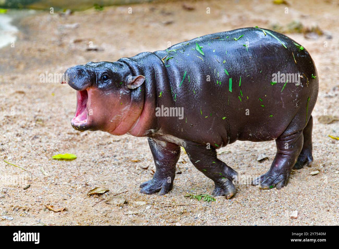 Moo deng choeropsis liberiensis hi-res stock photography and images - Alamy