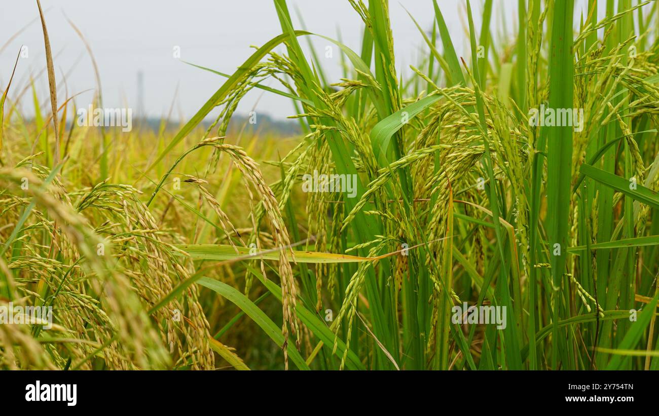 Rice fields of Bangladesh. Better quality narrow rice seeds. An ...