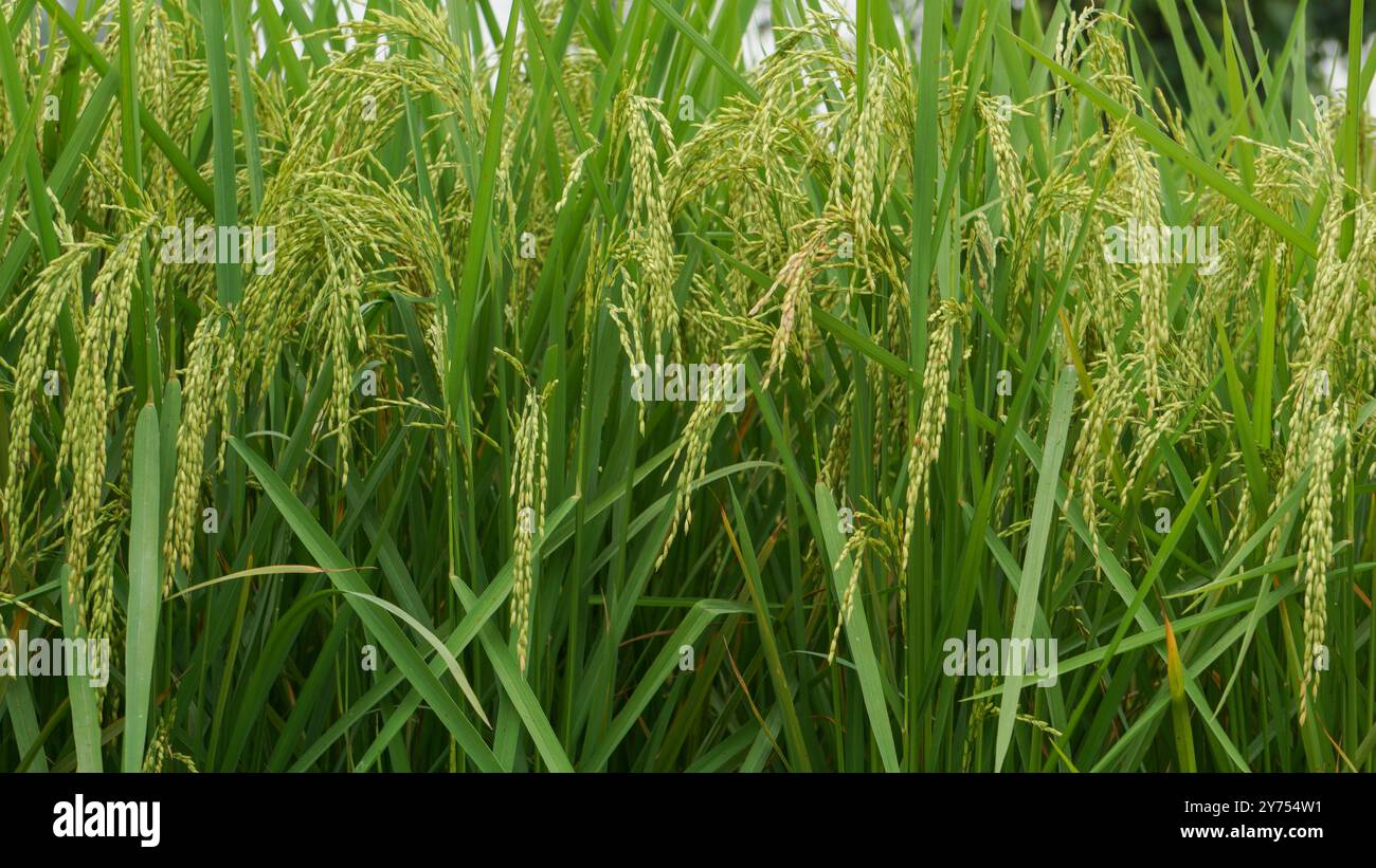 Rice fields of Bangladesh. Better quality narrow rice seeds. An ...