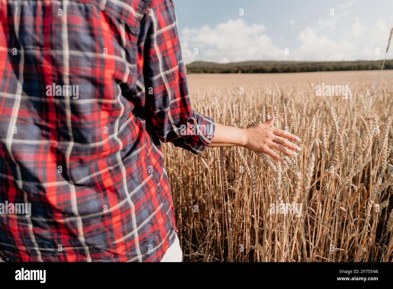 Hand Reaching Through Golden Wheat Stock Photo - Alamy