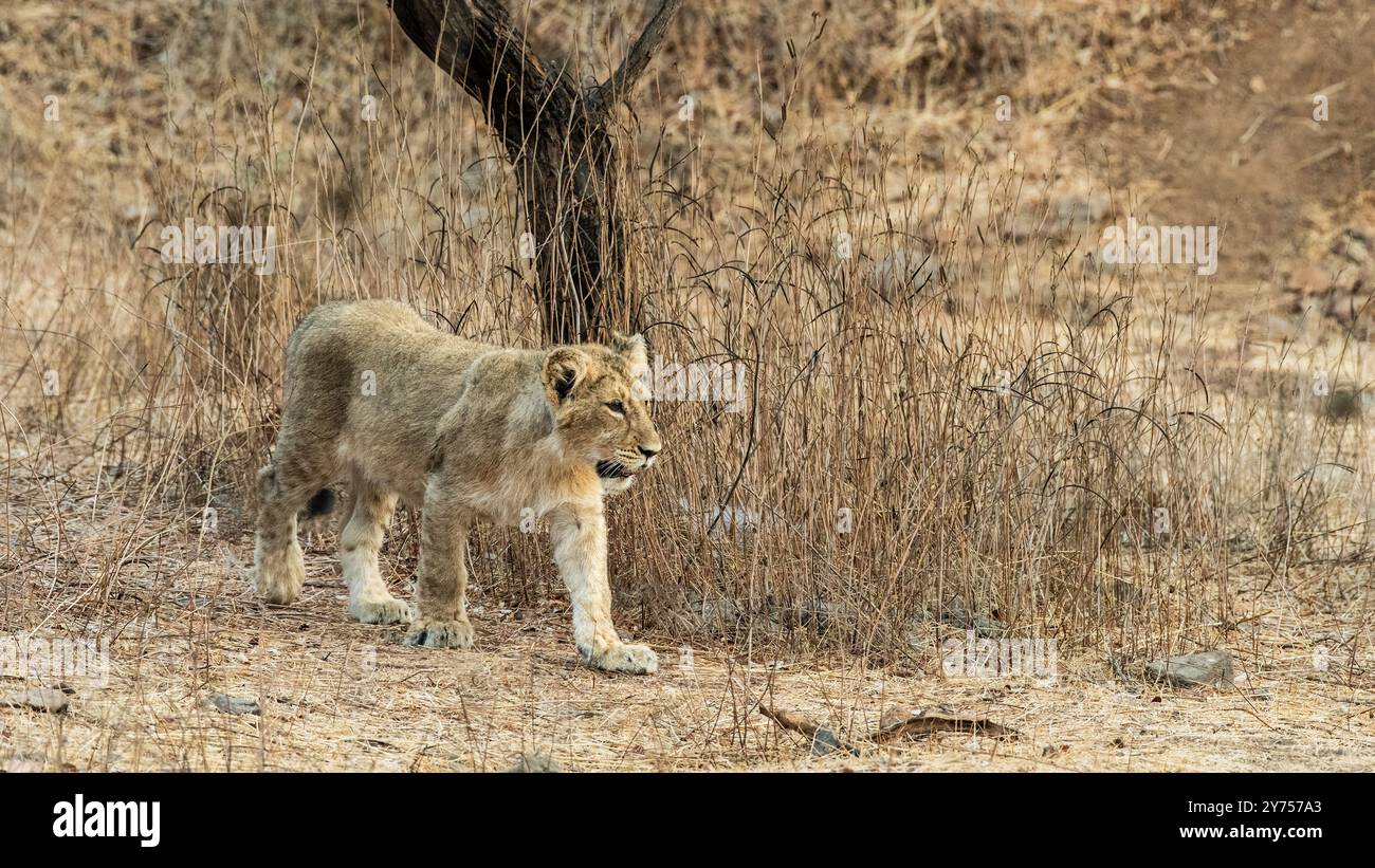 Indias wildlife hi-res stock photography and images - Alamy