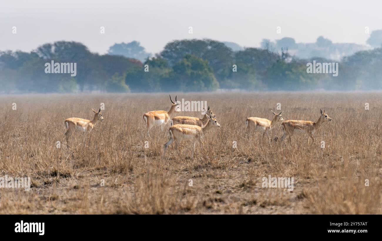 Blackbucks thar desert hi-res stock photography and images - Alamy