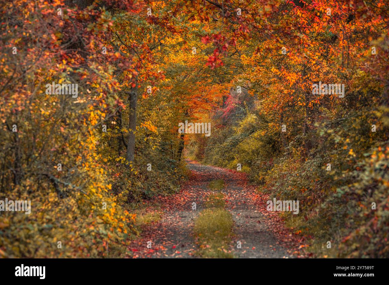 Orange Autumn Journey:, Exploring the Golden Path in Fall Forest Stock ...