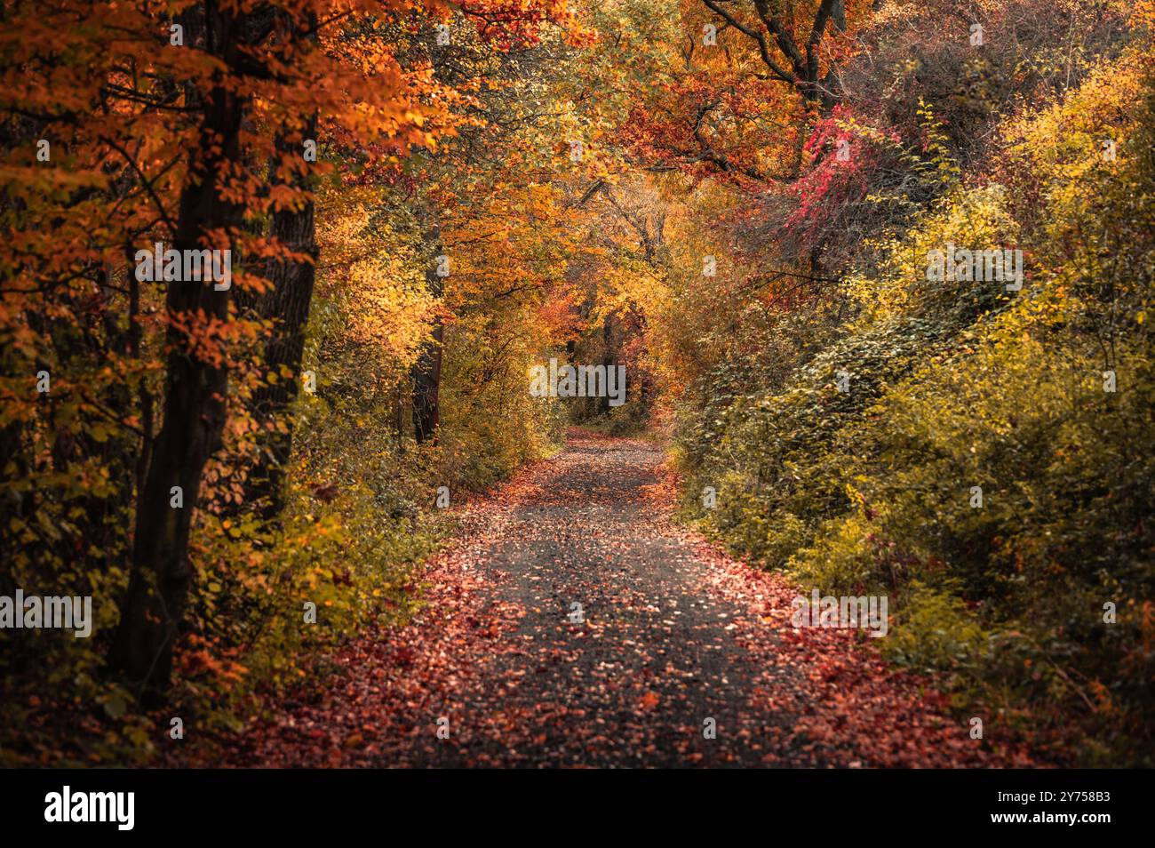 Colorful peaceful path through trees hi-res stock photography and ...