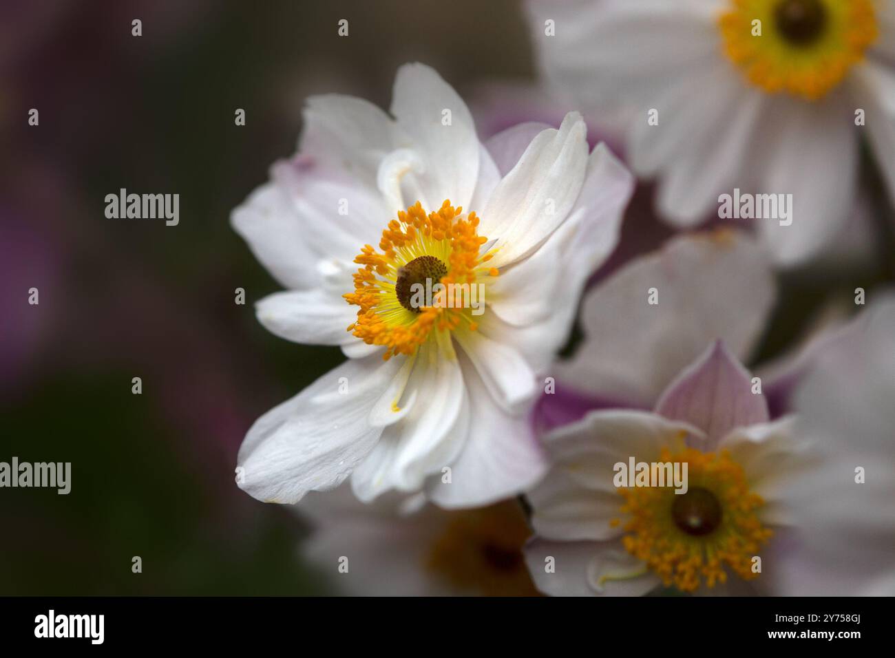Closeup of a single flower of windflower (Anemone 'Frilly Knickers') in ...