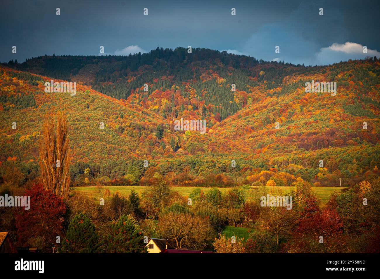 Carpathian Forest Glows in the Rich Colors of Fall Stock Photo - Alamy