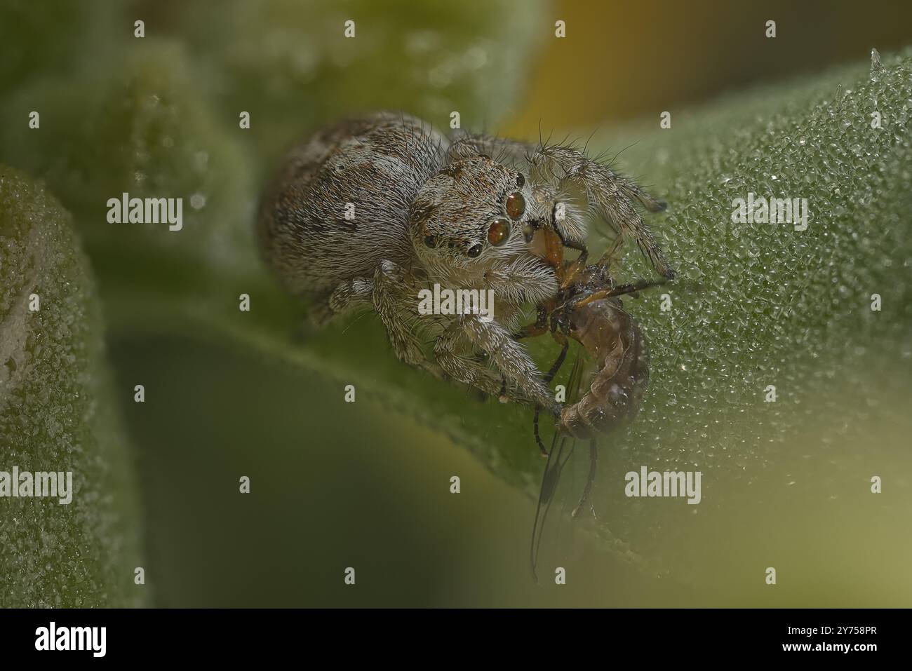 Female Peacock spider (Maratus speciosus) eating a fly Stock Photo - Alamy
