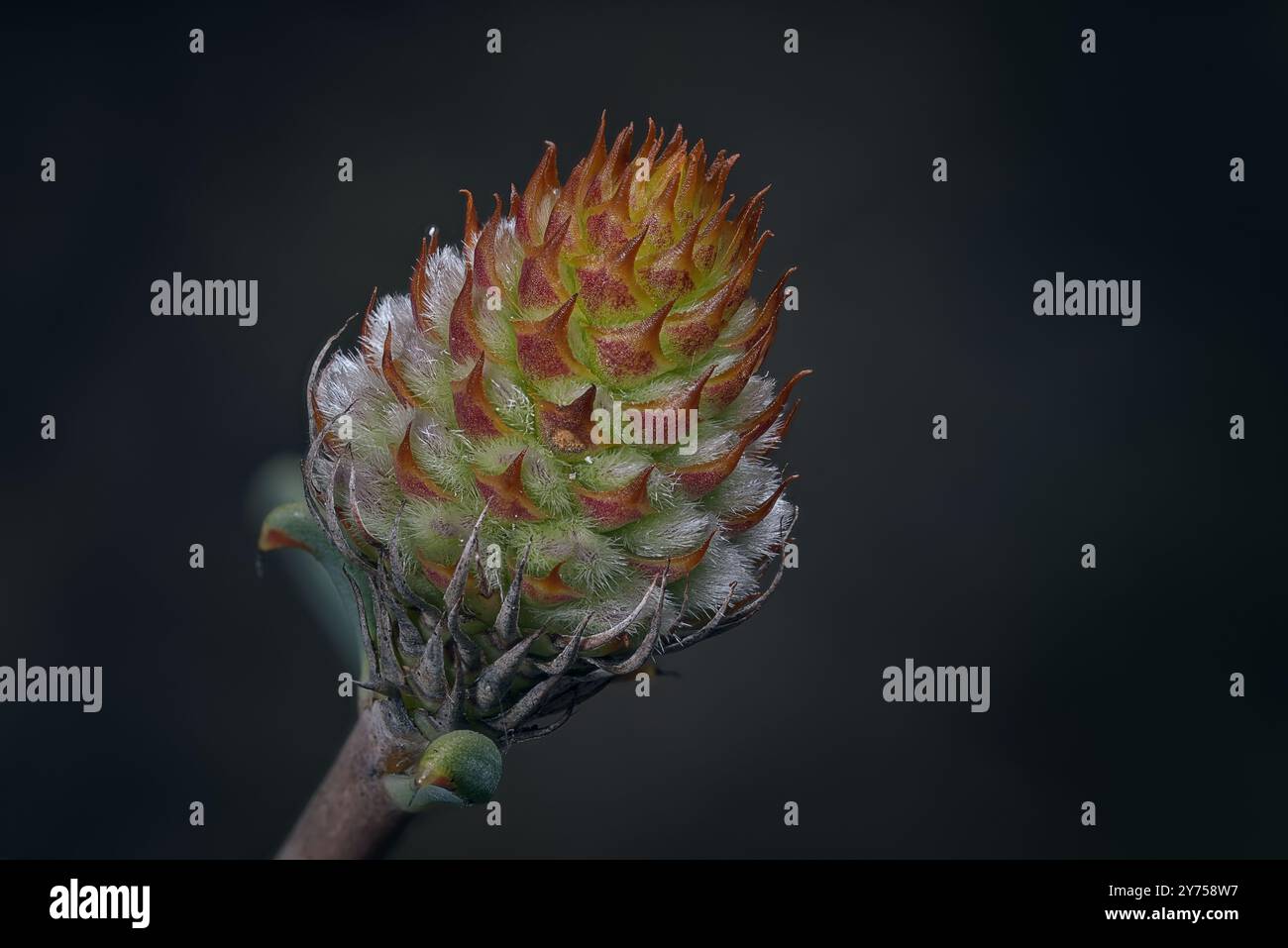 Green and red plant head just starting to grow Stock Photo - Alamy