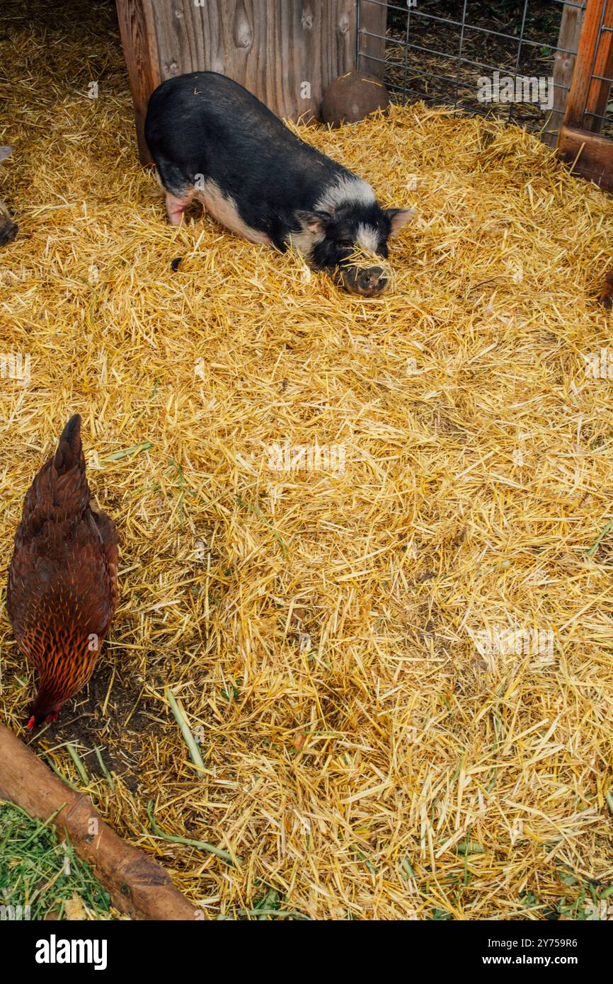 Farm animals chicken pig hi-res stock photography and images - Alamy