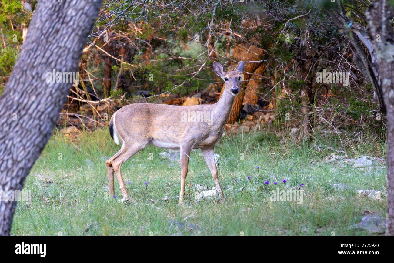 A deer standing in a forest clearing surrounded by trees and grass ...
