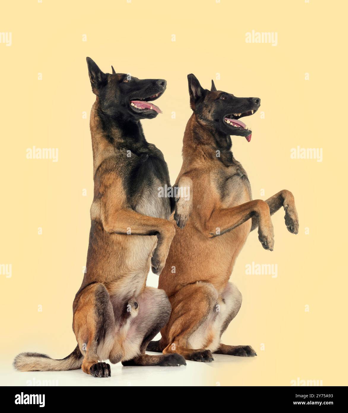 belgian shepherds in front of white background Stock Photo - Alamy