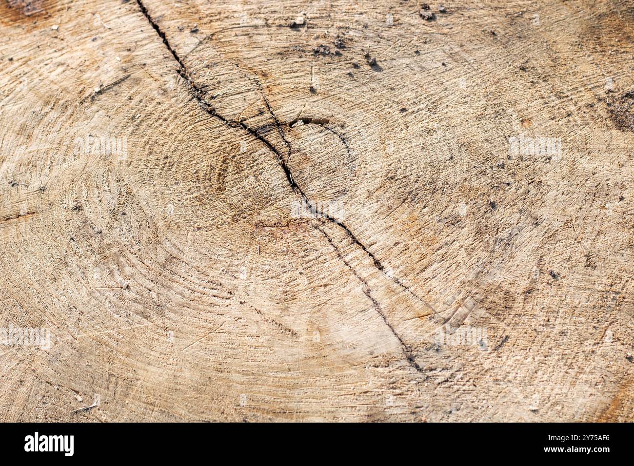 A detailed closeup photograph of a tree stump that clearly shows the ...