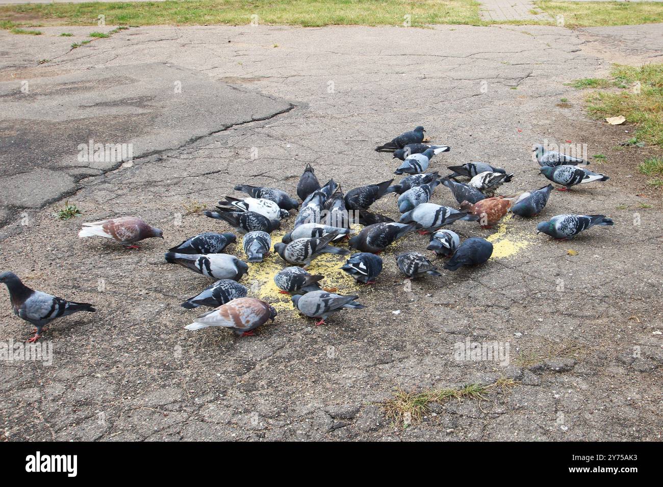 A flock of pigeons foraging for food on a busy city street, showcasing ...
