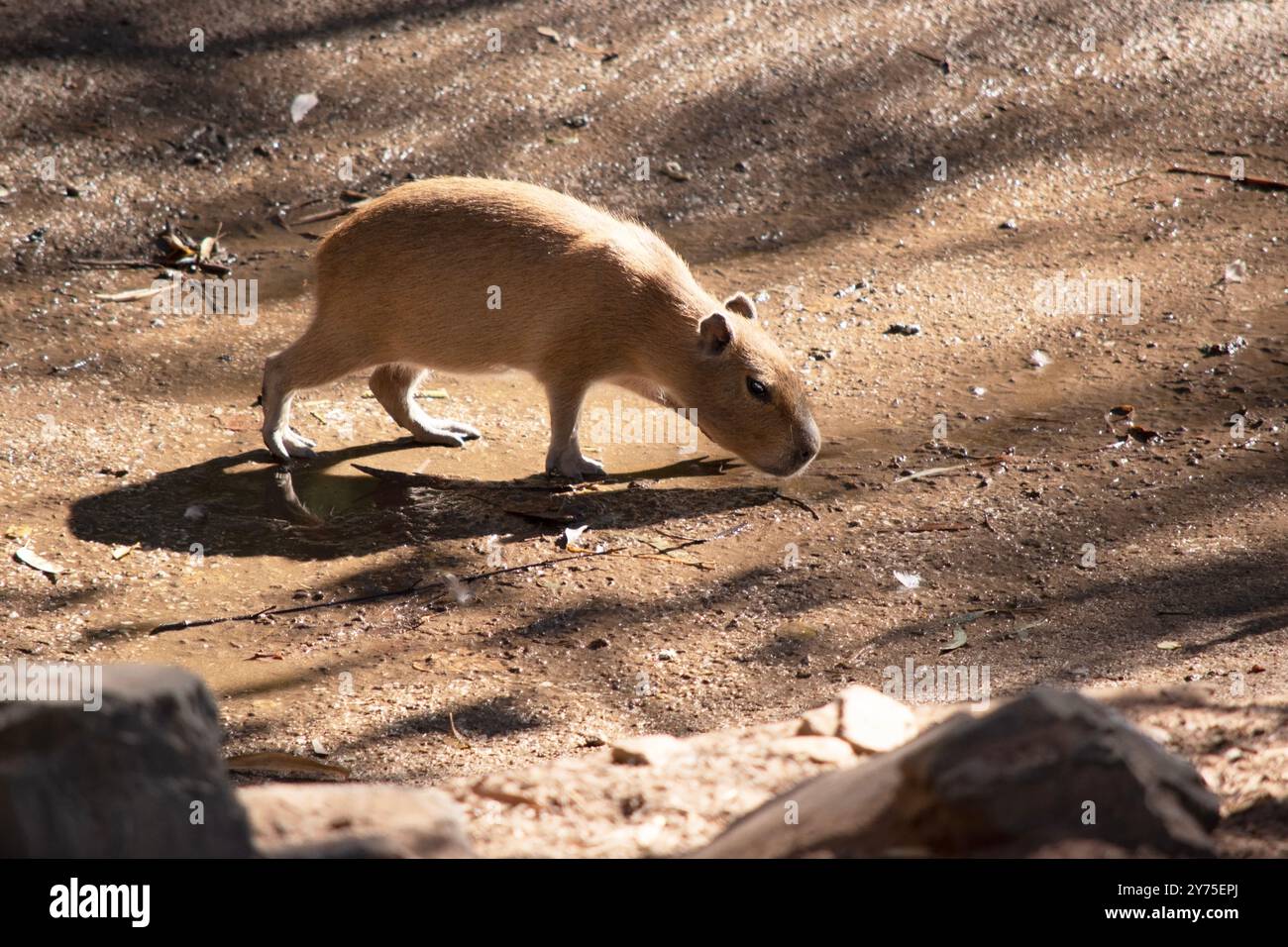 Capybara is a giant cavy rodent native to South America. It is the ...