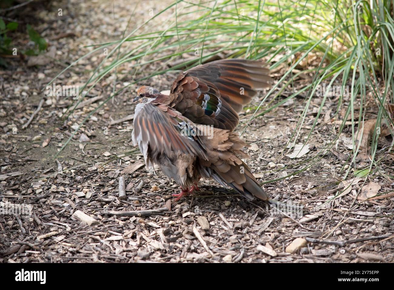 The common bronzewing pigeon has a cream forehead and side of nape ...