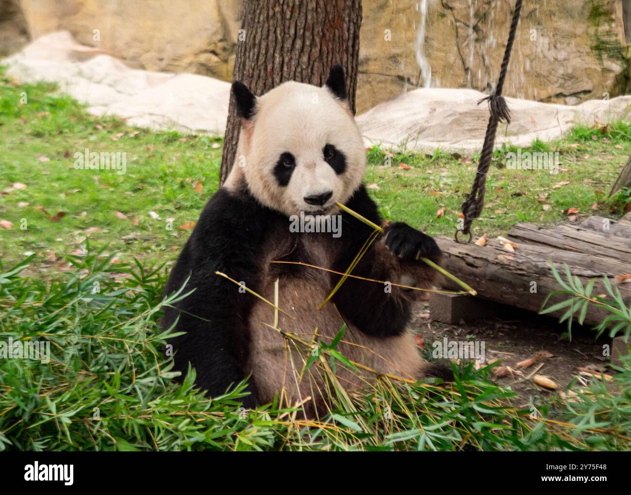 A giant panda munching on bamboo in a lush green habitat during ...