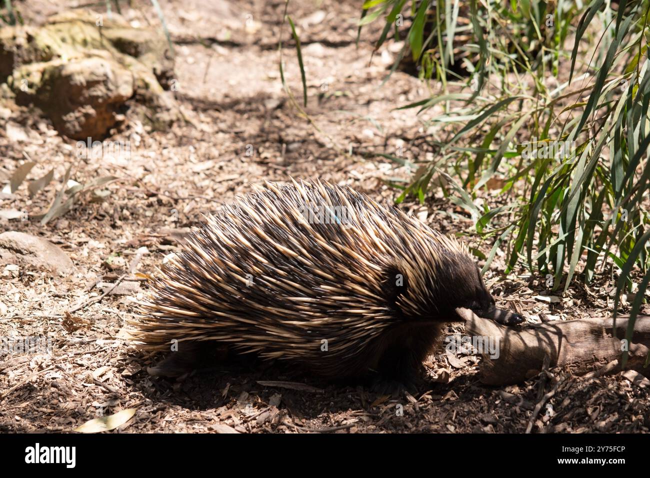 the short nosed has strong-clawed feet and spines on the upper part of ...