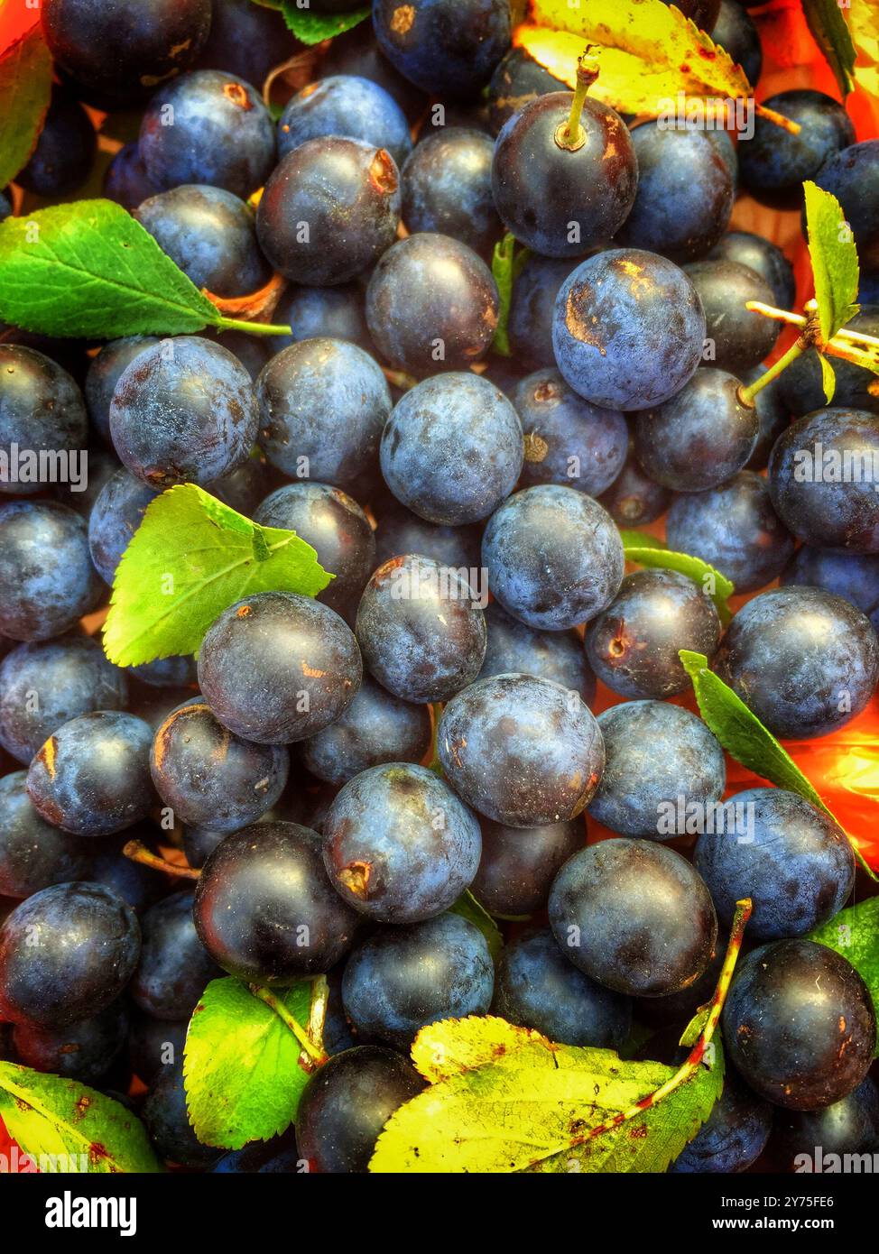 Sloe berries from the Blackthorn bush, Autumn, England Stock Photo - Alamy