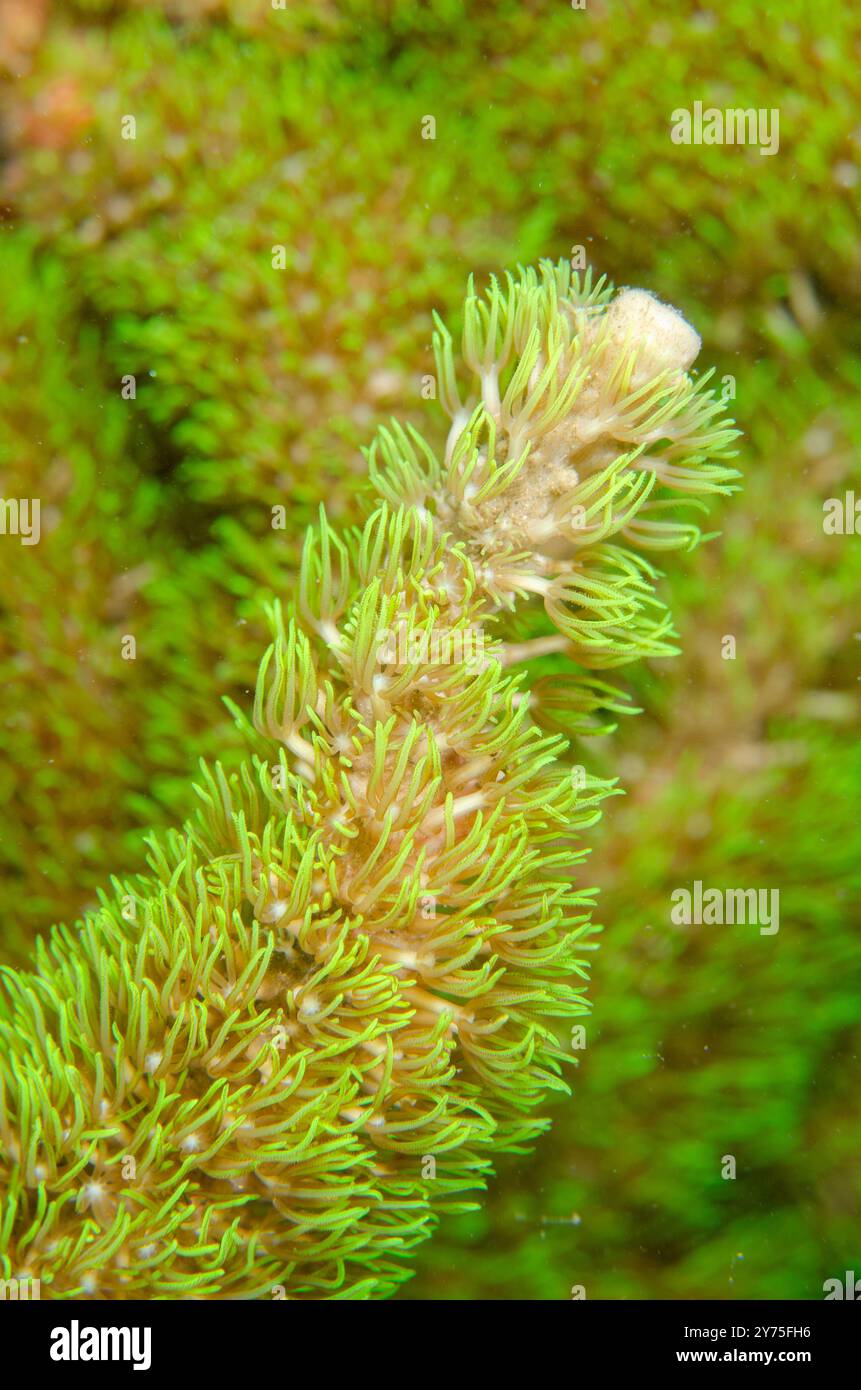 Encrusting gorgonian hi-res stock photography and images - Alamy