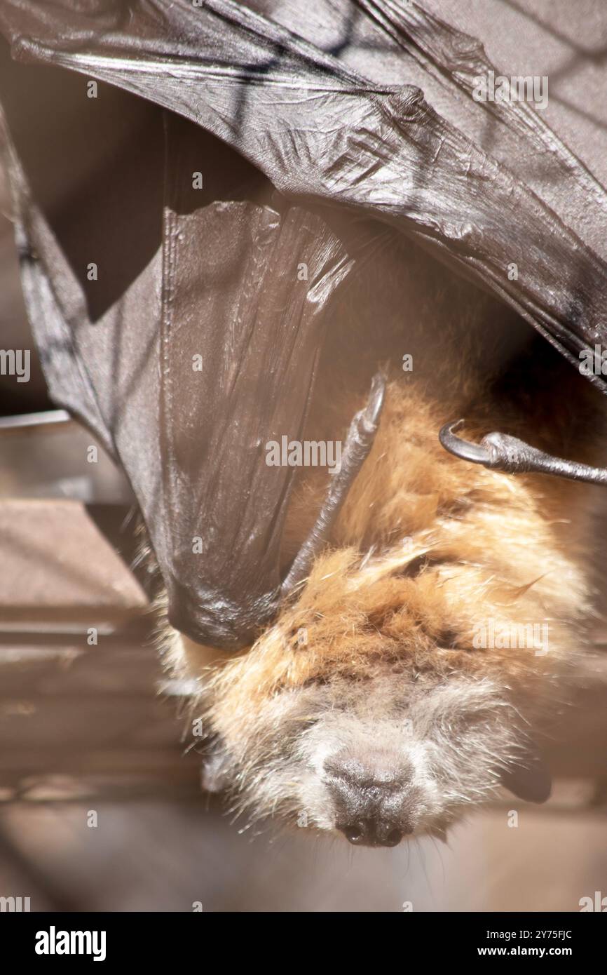 Bats are the only mammals that can fly. Instead of arms or hands, they ...