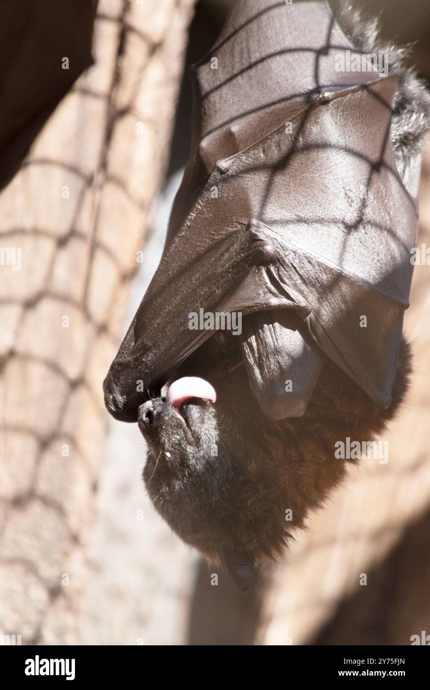 Bats are the only mammals that can fly. Instead of arms or hands, they ...