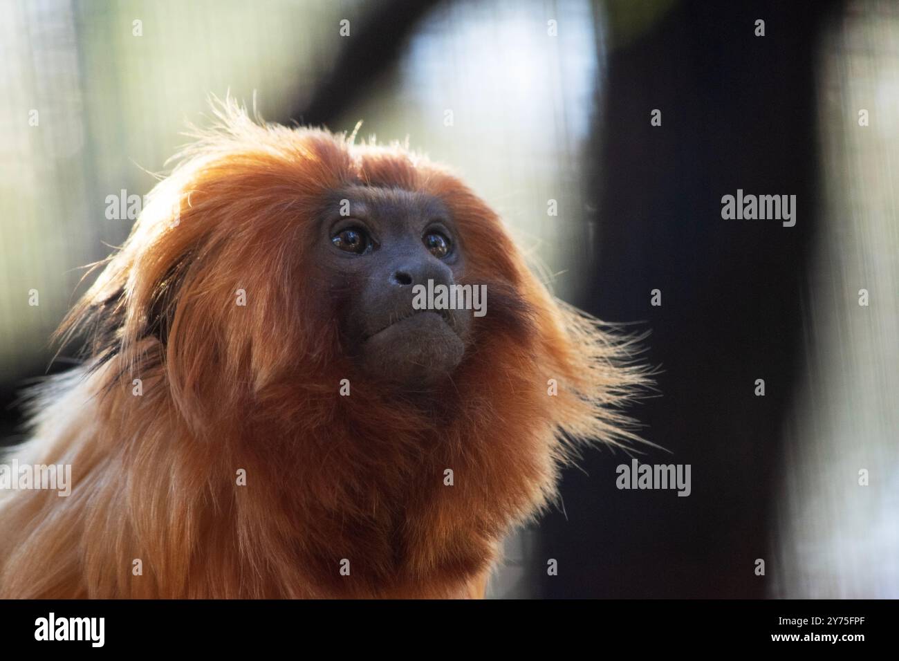 The golden lion tamarin, also known as the golden marmoset, is a small ...