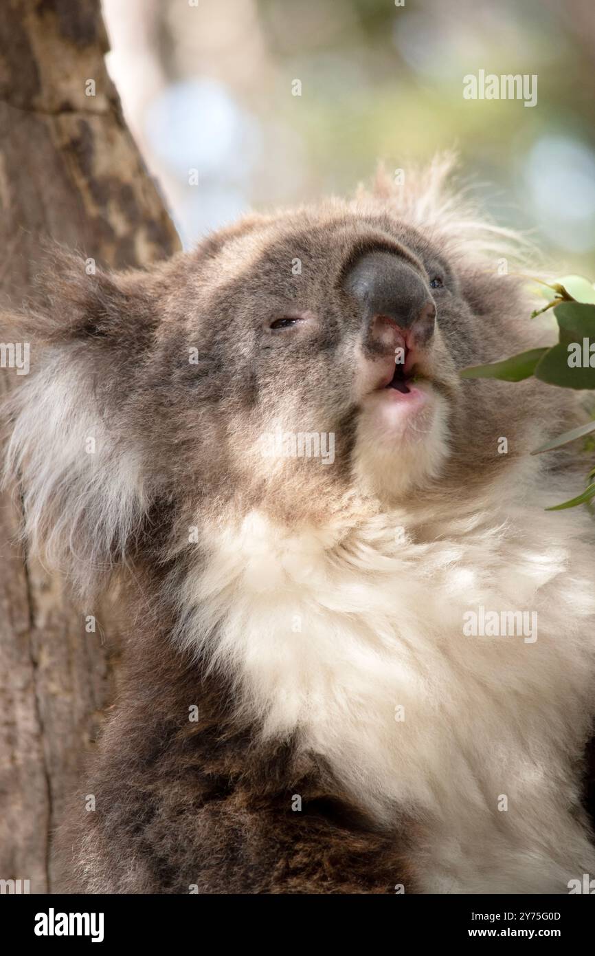 the Koala has a large round head, big furry ears and big black nose ...