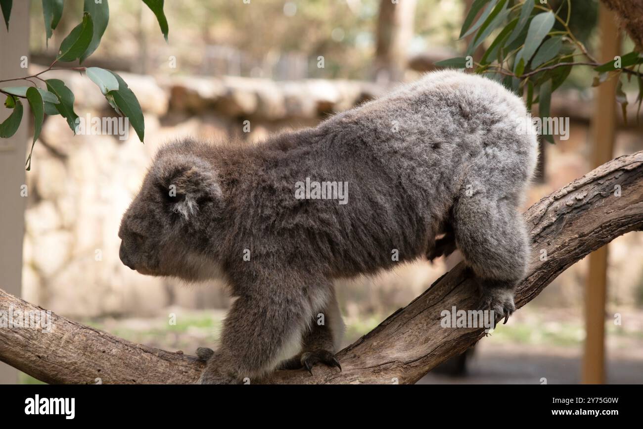 the Koala has a large round head, big furry ears and big black nose ...